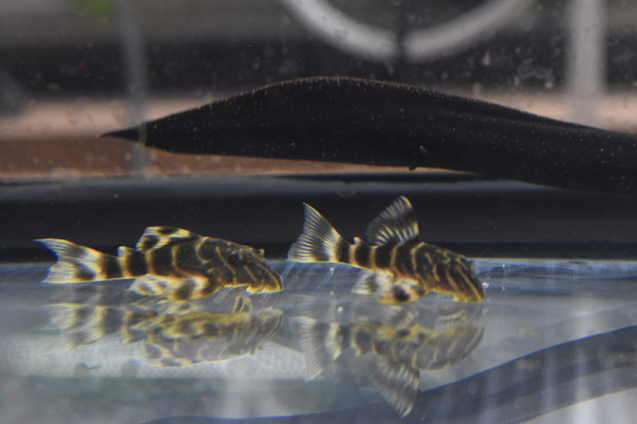 Candy Striped Plecostomus L15 - Pretty Little Pleco - Pet Zone Tropical ...