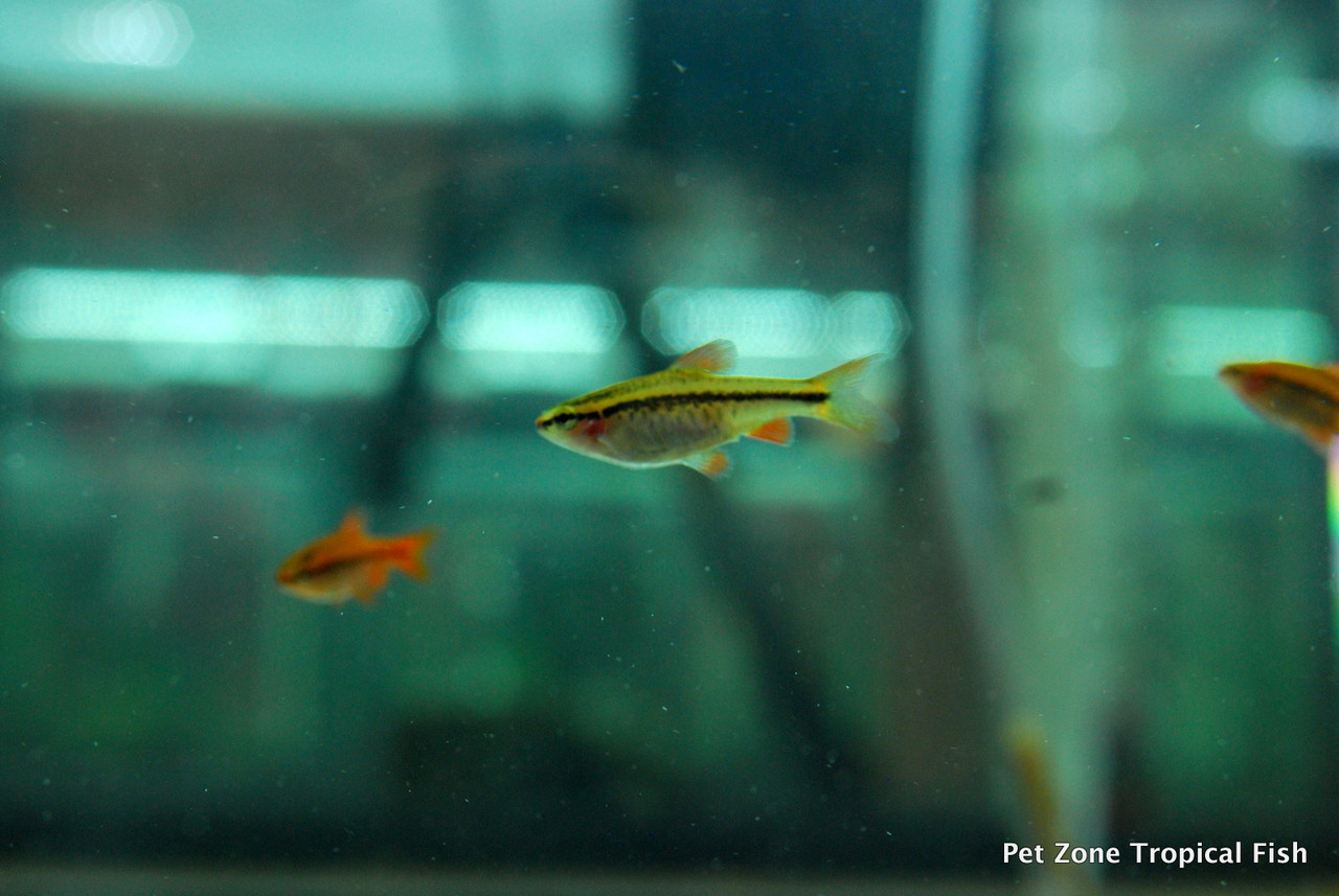 Cherry Barb: A Delightful Splash of Color for Your Aquarium - Pet Zone ...