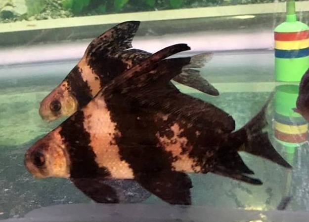 The Fascinating Chinese Hi Fin Banded Shark: A Unique Addition to Your ...