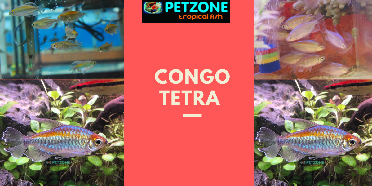 Congo Tetra - Pet Zone Tropical Fish - San Diego, California
