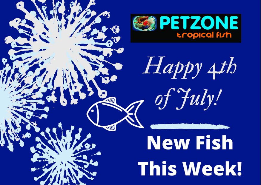Happy 4th of July - New Fish This Week! - Pet Zone Tropical Fish - San ...