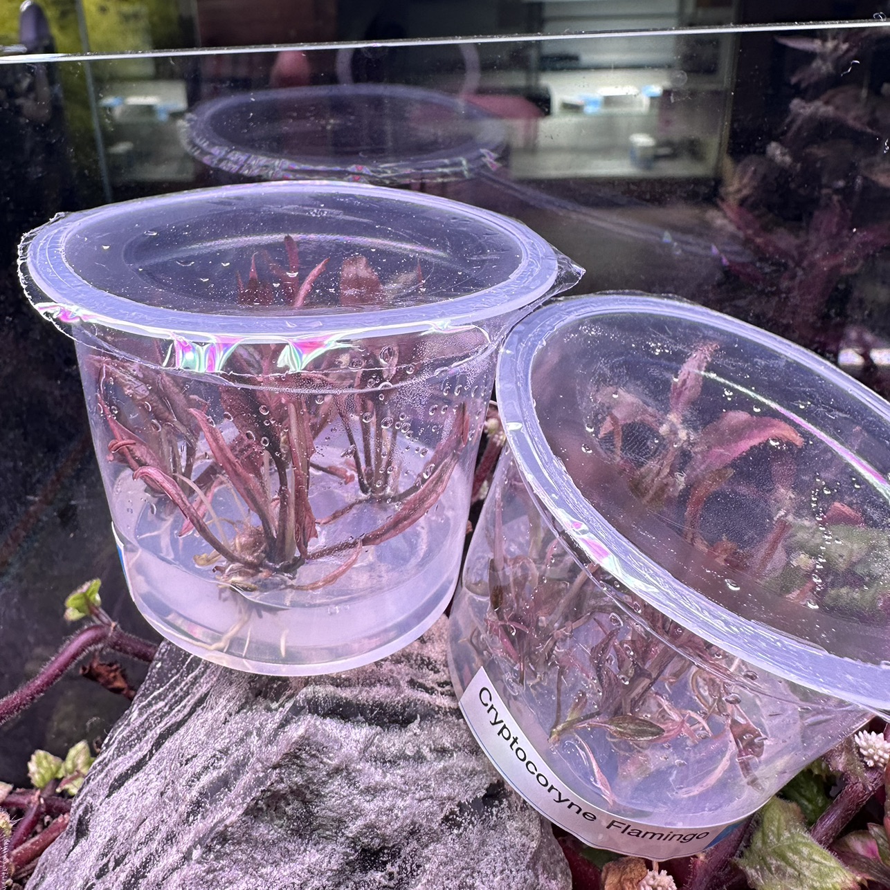 Discover the Enchanting Cryptocoryne Pink Flamingo Tissue Culture: A ...