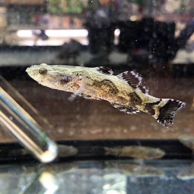 Our Top Picks For Oddball Tropical Fish - Pet Zone Tropical Fish - San ...