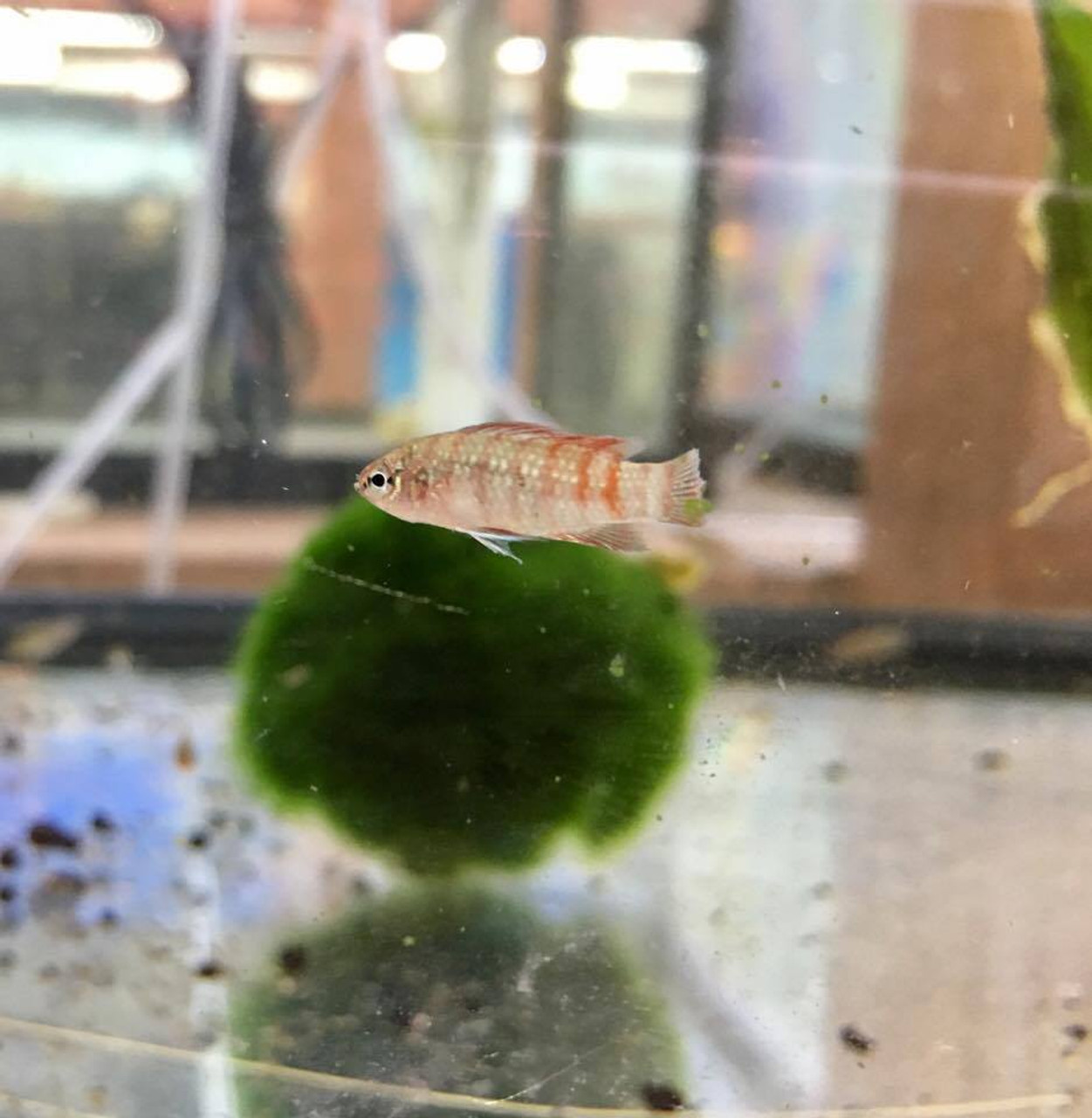 Badis Badis - Pet Zone Tropical Fish - San Diego, California