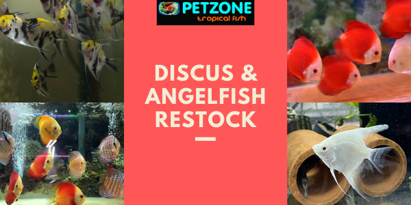 Discus & Angelfish Restock In Time For Holidays Here At Pet Zone San ...