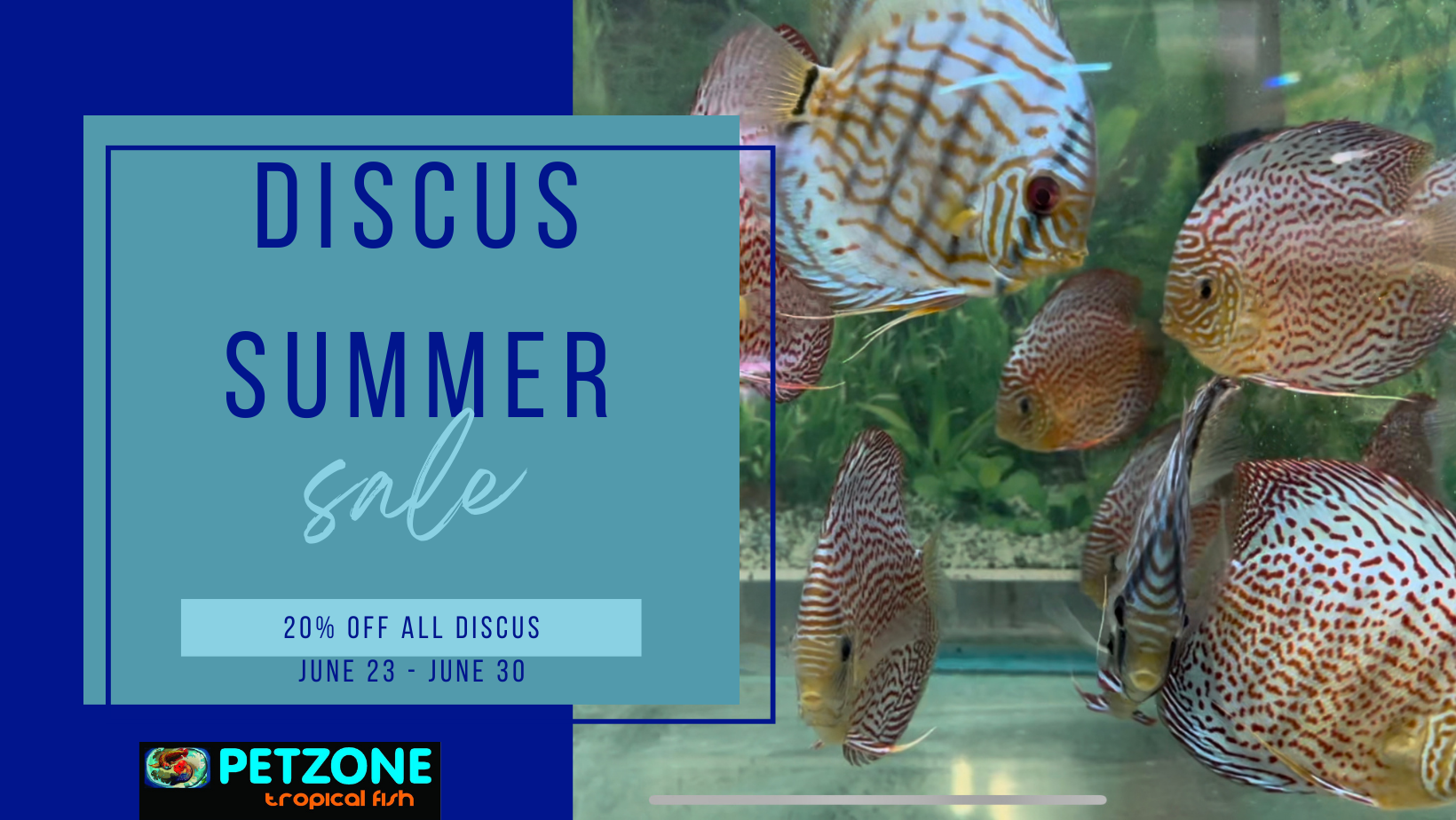 Summer Special ALERT - 20% OFF ALL DISCUS - Pet Zone Tropical Fish ...