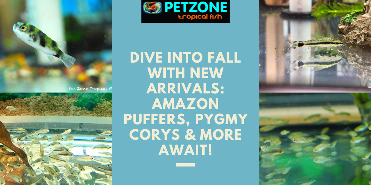 Dive into Fall with Exotic New Arrivals @ Pet Zone SD - Pet Zone ...