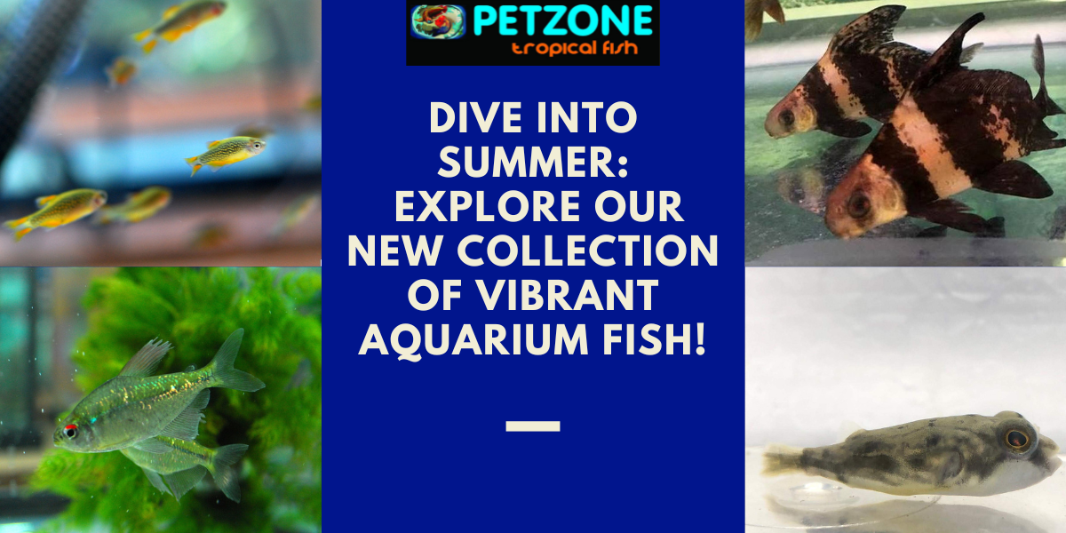 Dive into Summer: Explore Our New Collection of Vibrant Aquarium Fish ...