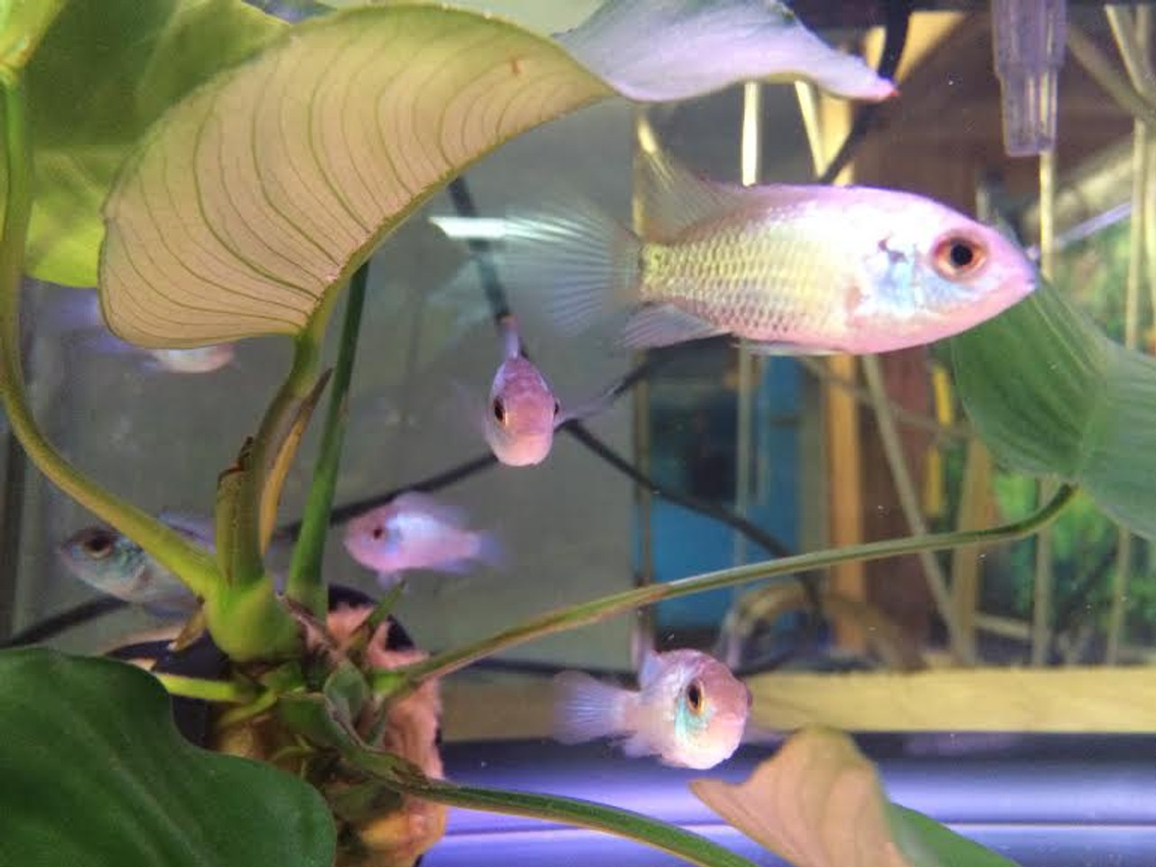 Electric Blue Acara - Pet Zone Tropical Fish - San Diego, California