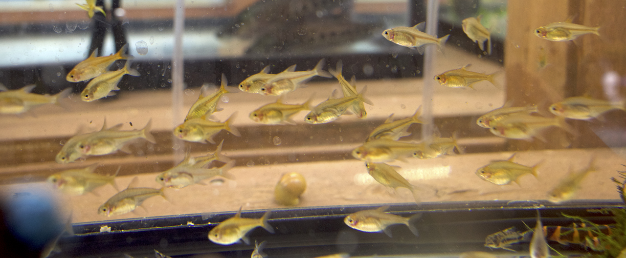 Nano Fish - Our Top Picks - Pet Zone Tropical Fish - San Diego, California
