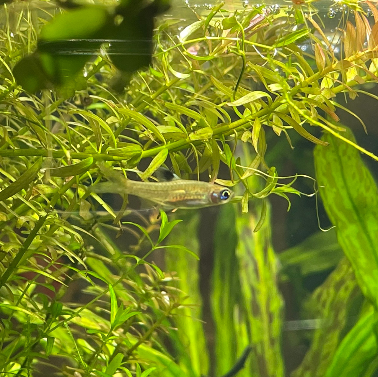 Unveiling the Allure of the Emerald Eye Rasbora: A Gem in the Aquarium ...
