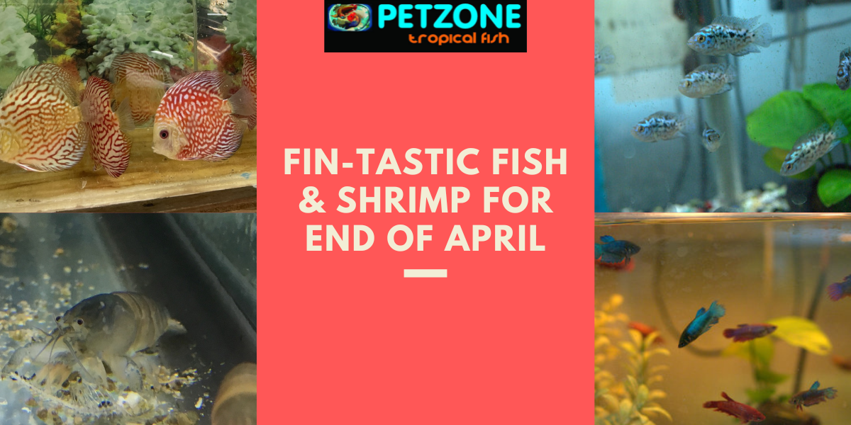 Discover End of April's Fin-tastic Fish & Shrimp Collection! - Pet Zone ...