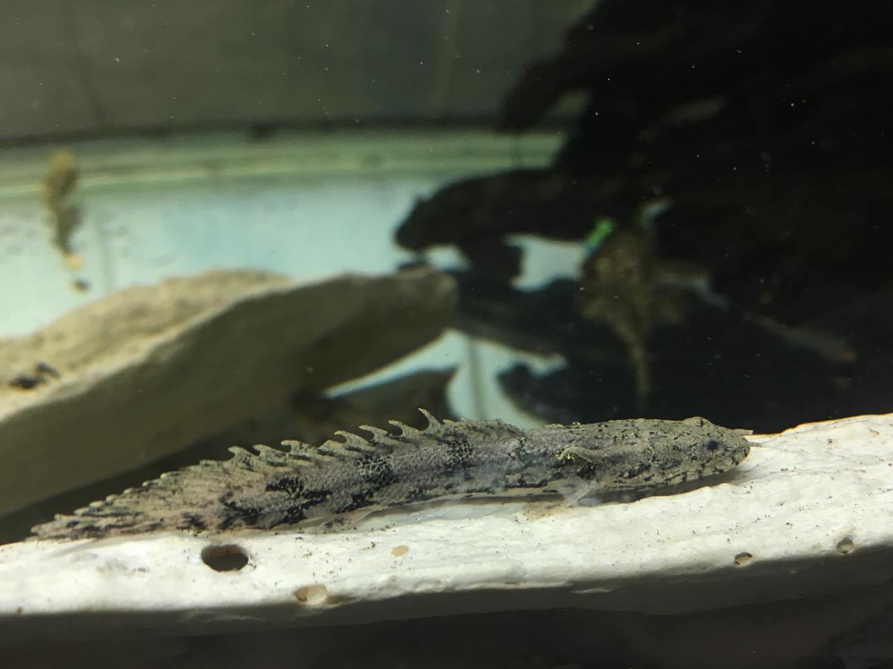 Endlicheri Bichir - Pet Zone Tropical Fish - San Diego, California