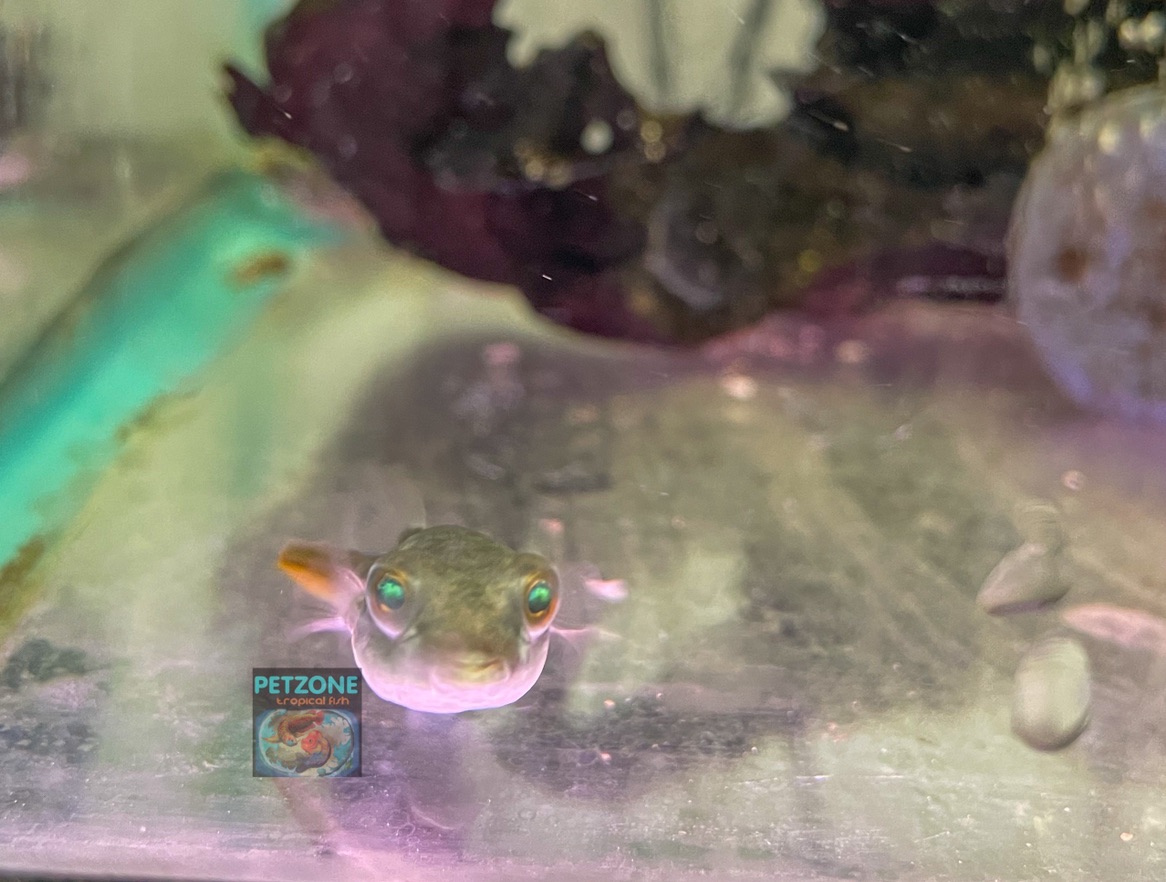 Discovering the Fahaka Pufferfish - Pet Zone Tropical Fish - San Diego ...
