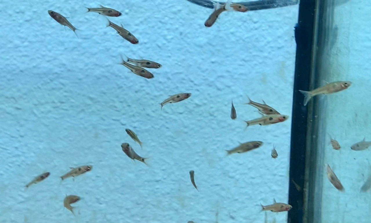 Spotted Rasbora - The Beautiful Dwarf Rasbora - Pet Zone Tropical Fish ...