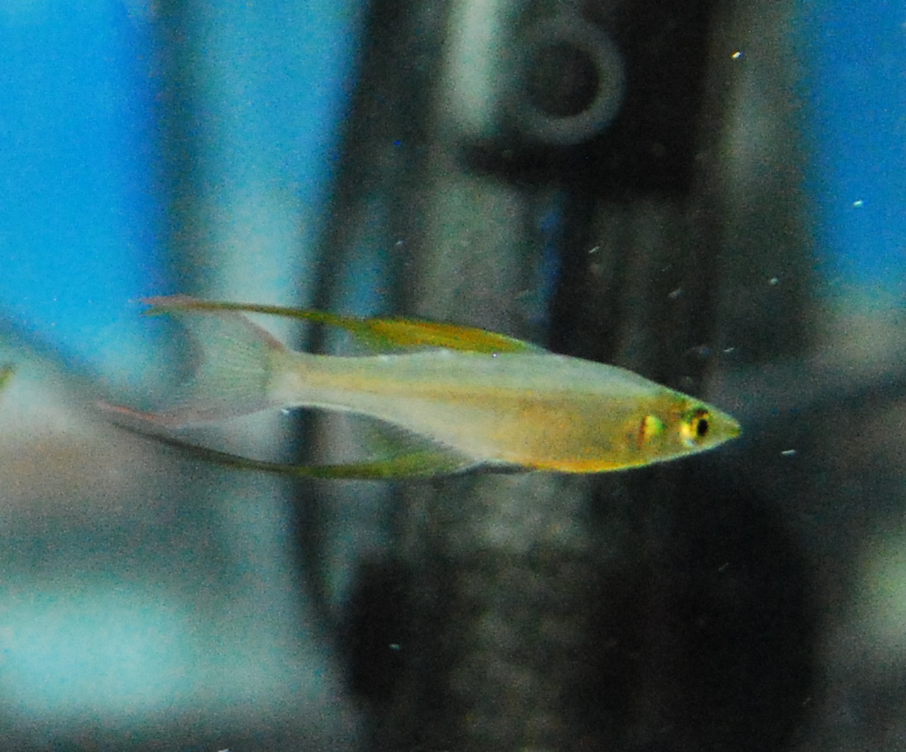 Featherfin Rainbowfish - Pet Zone Tropical Fish - San Diego, California