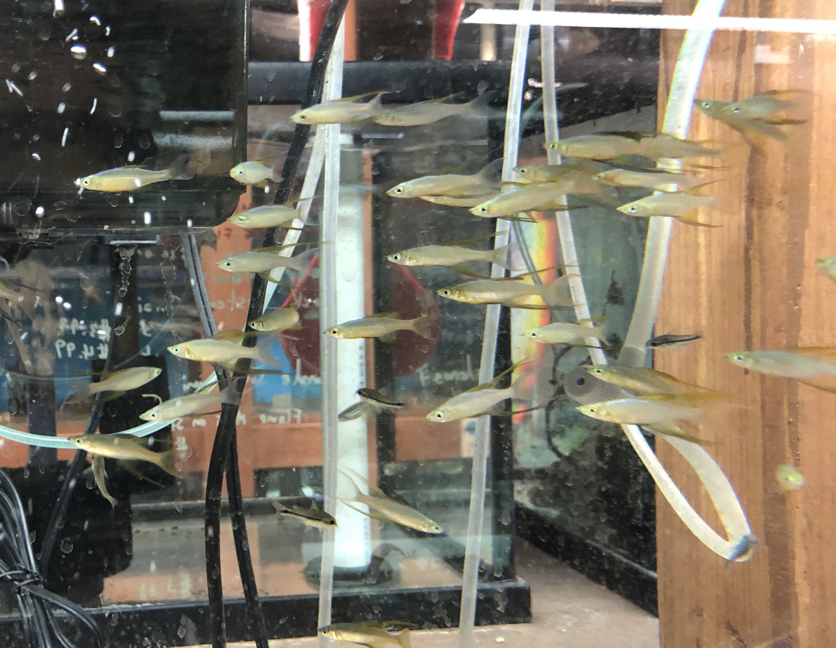 Featherfin Rainbowfish: The Ultimate Addition to Your Home Aquarium ...