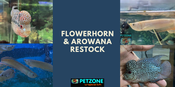 Flowerhorn & Arowana Restock For 2022! - Pet Zone Tropical Fish - San ...