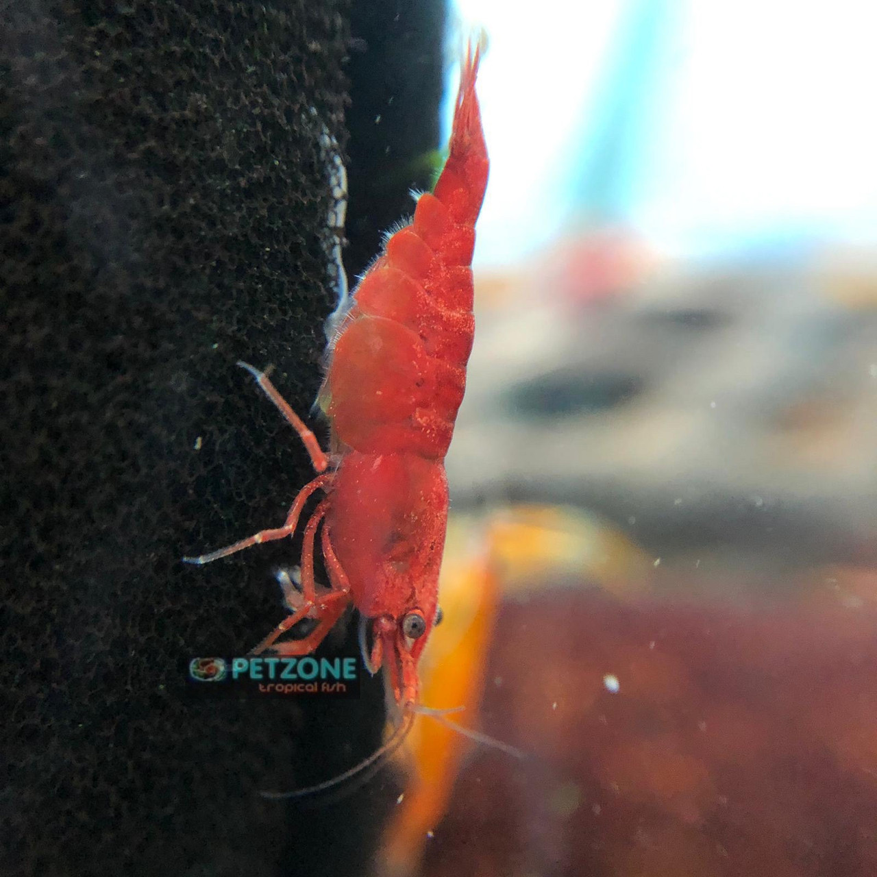 Fire Red Shrimp - Pet Zone Tropical Fish - San Diego, California