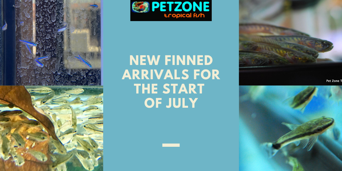 Unveiling an Ocean of New Fish Arrivals & Plant Restocks at PetZoneSD ...
