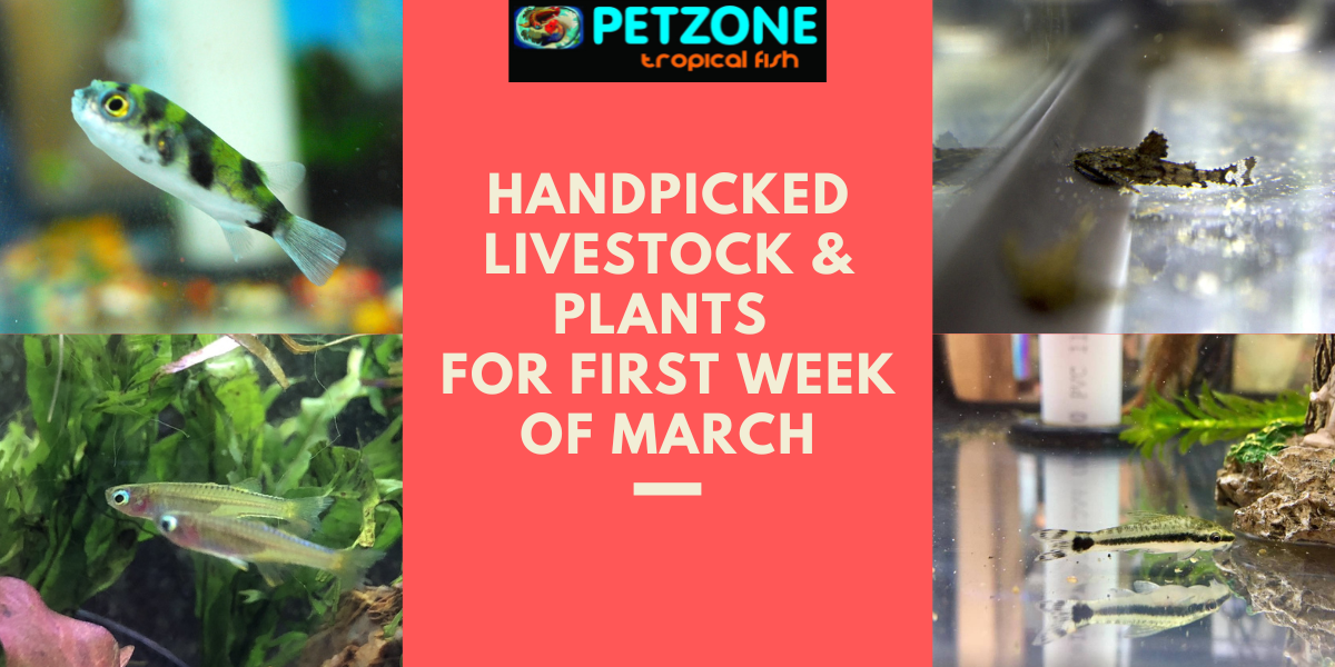 New Livestock For First Week of March - Pet Zone SD - Pet Zone Tropical ...