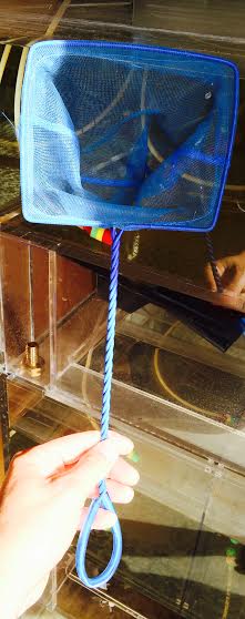 How To Acclimate Tropical Fish To Your Aquarium - Pet Zone Tropical ...