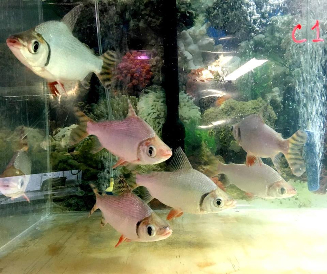 Flagtail Prochilodus - the fantastic migratory fish of the Amazon - Pet ...