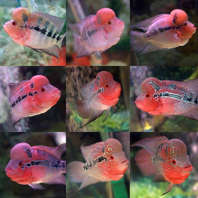 Newly Arrived Flowerhorn Stock! - Pet Zone Tropical Fish - San Diego ...