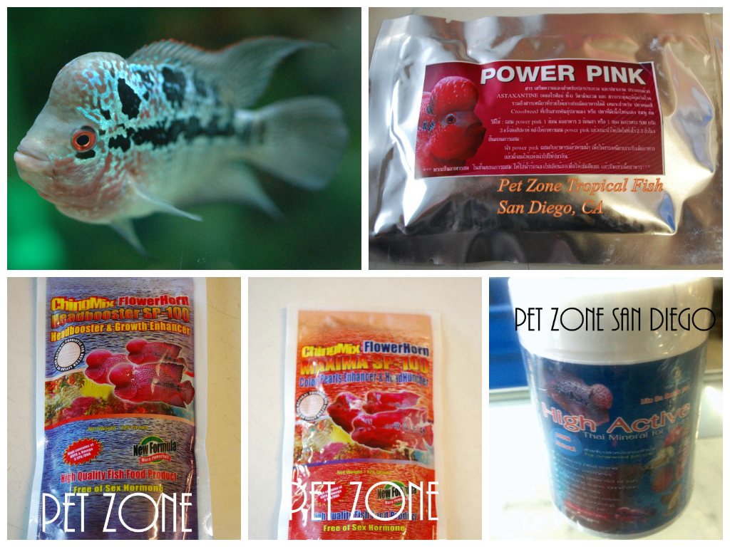 Flowerhorn Picture Contest - Pet Zone Tropical Fish - San Diego, California