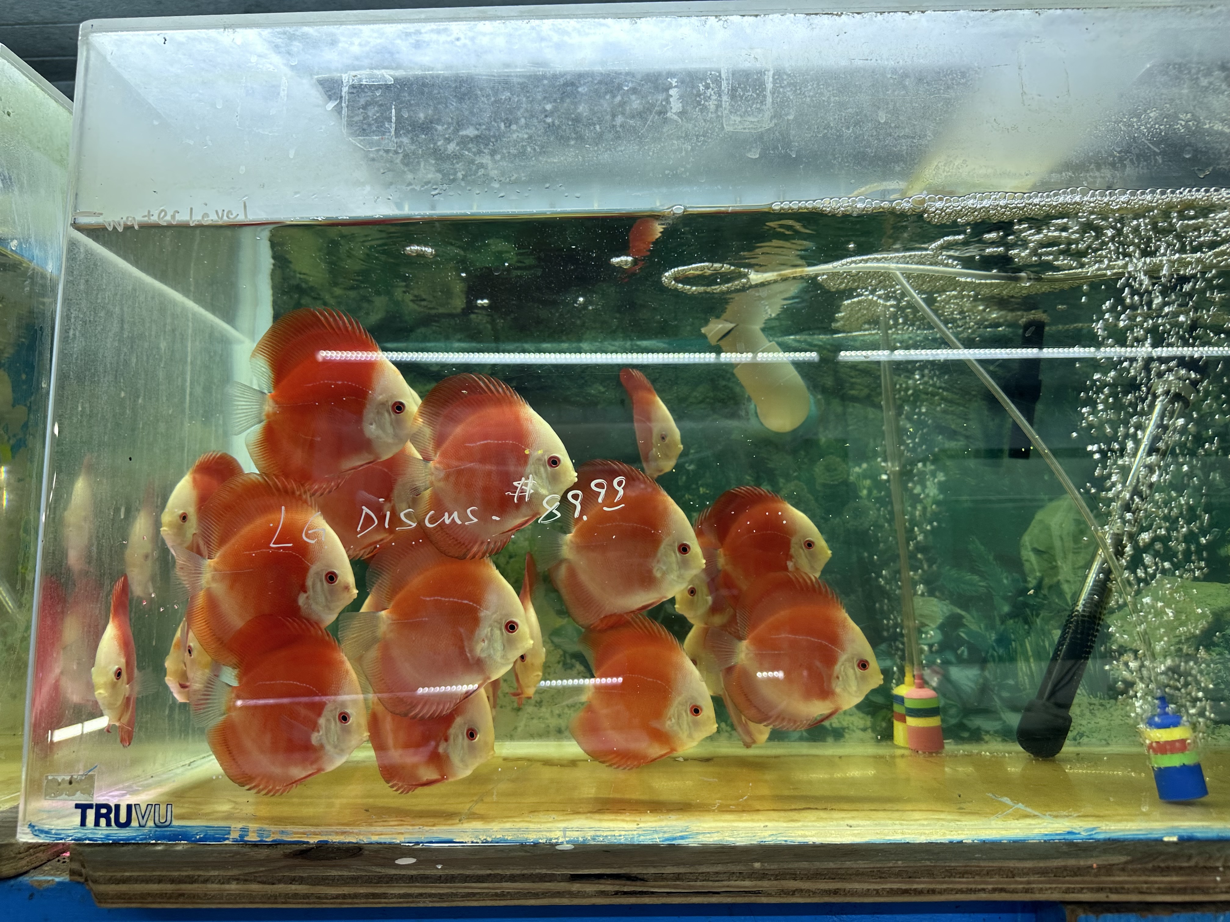 The Enchanting Fuji Apple Discus: A Unique Aquarium Jewel - Pet Zone ...