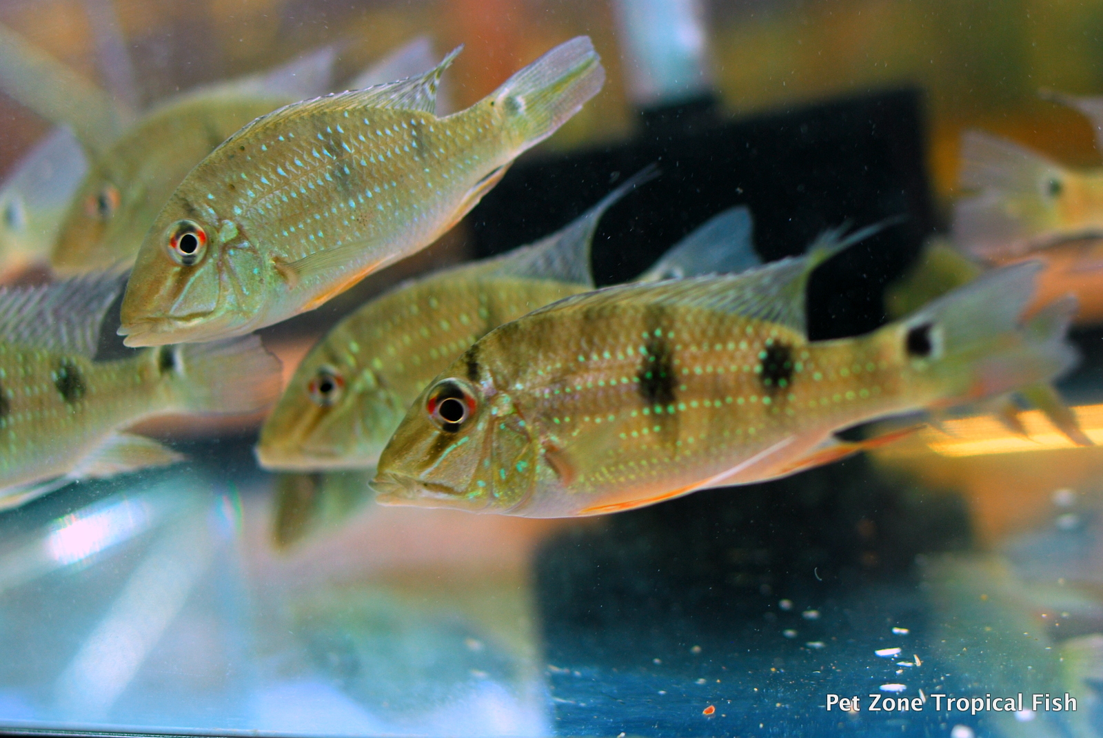 Newly Arrived Stock Of South American Fish - Pet Zone Tropical Fish ...