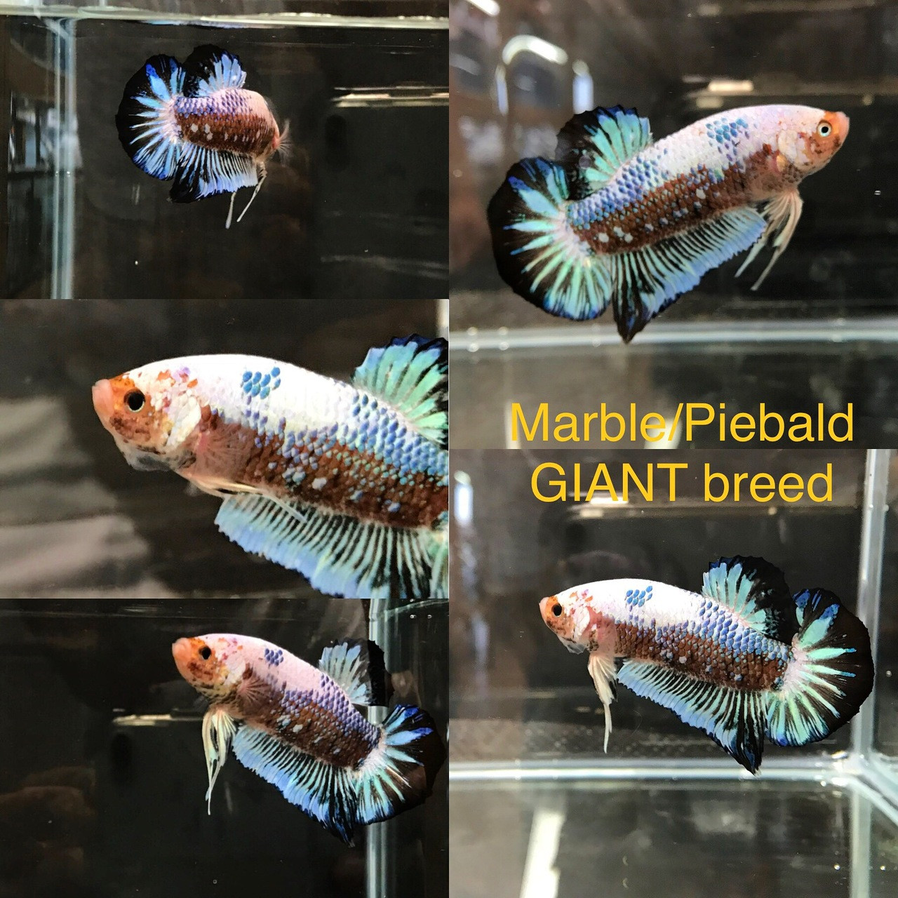 The Enchanting Betta Fish: A Comprehensive Guide to Betta Splendens ...