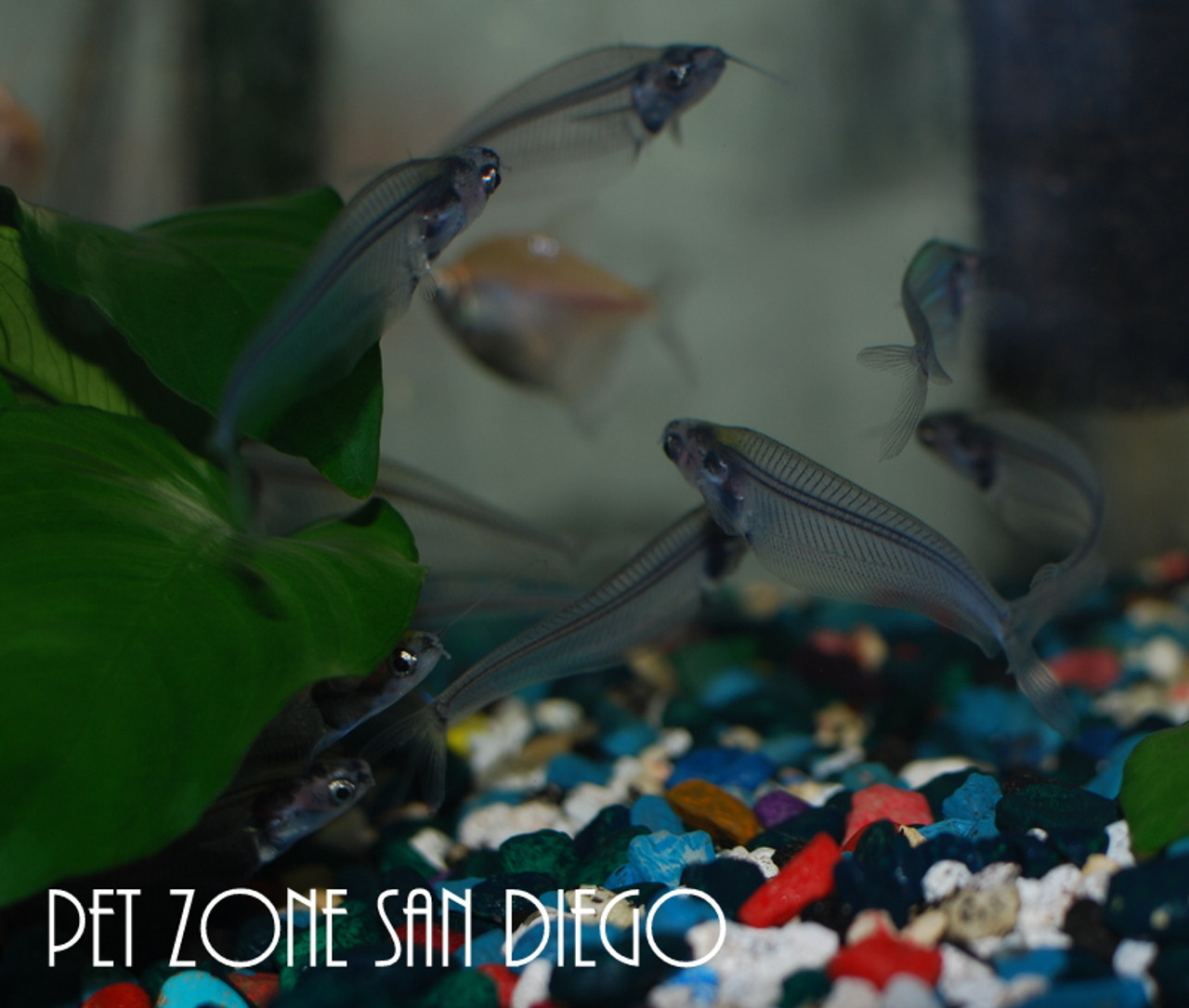 Ghost Glass Catfish: Ethereal Beauty of the Aquatic Realm - Pet Zone ...