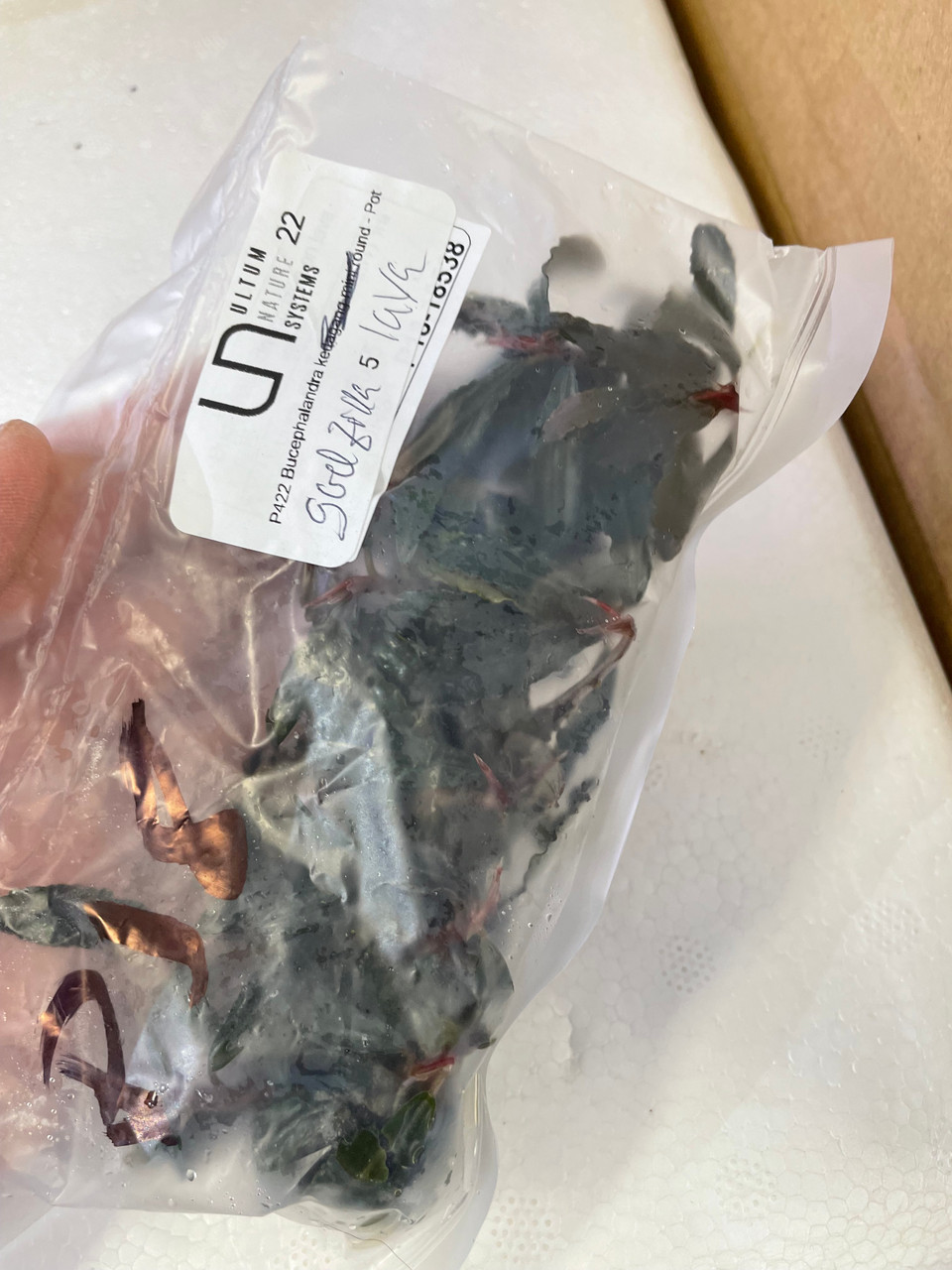 Bucephalandra Godzilla - Pet Zone Tropical Fish - San Diego, California