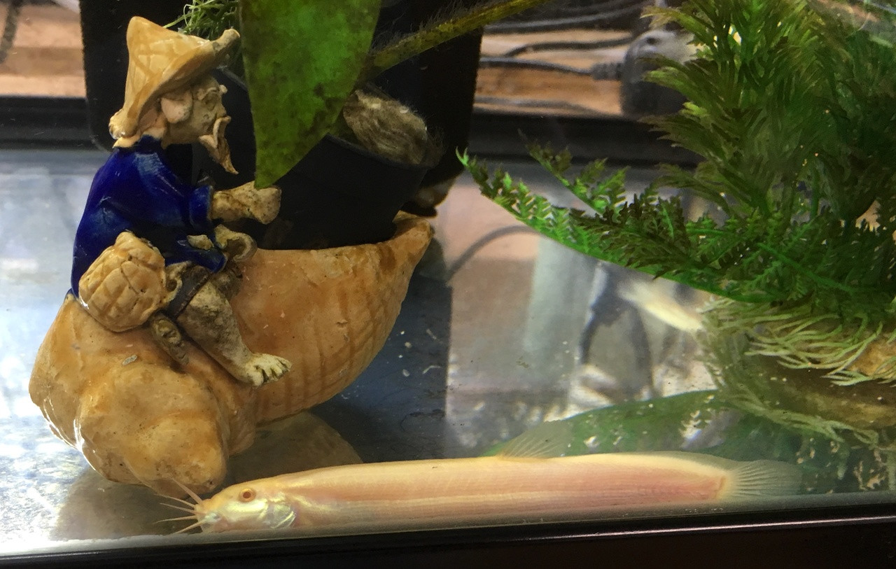 Golden Dojo Loach - Pet Zone Tropical Fish - San Diego, California