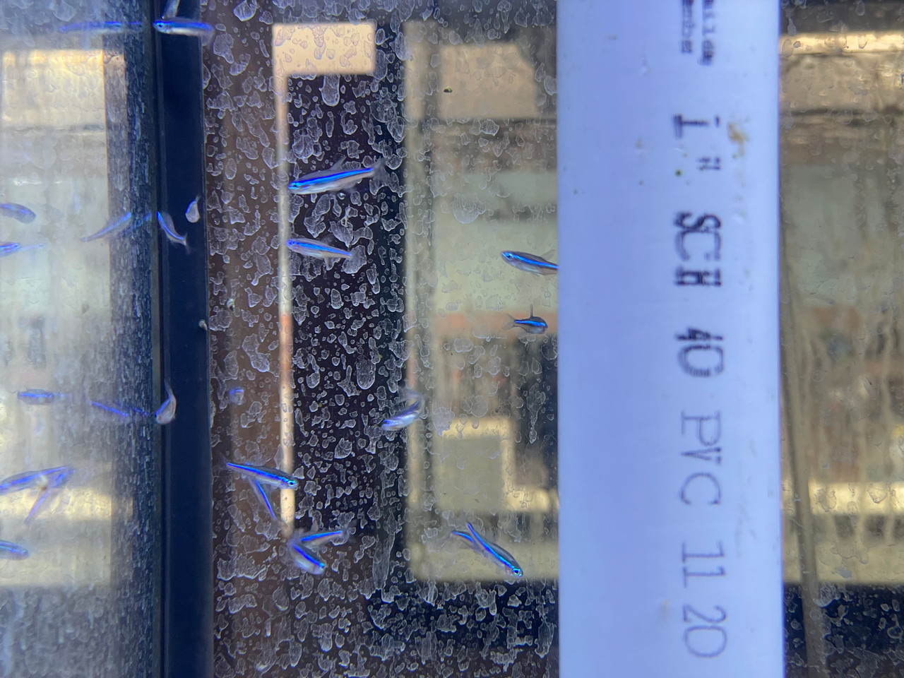 Exploring the Captivating Green Neon Tetra: A Delightful Addition to ...