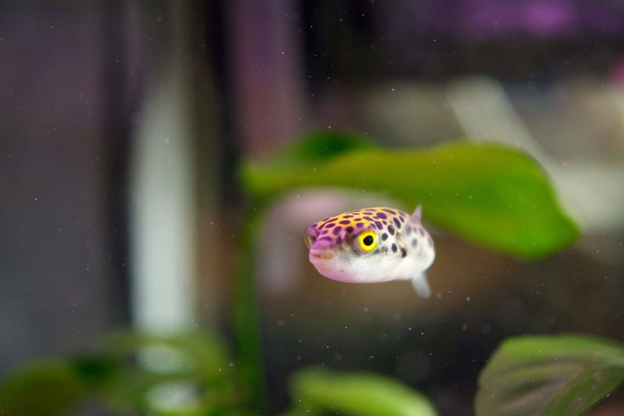 Green Spotted Puffer Fish Puffed Up