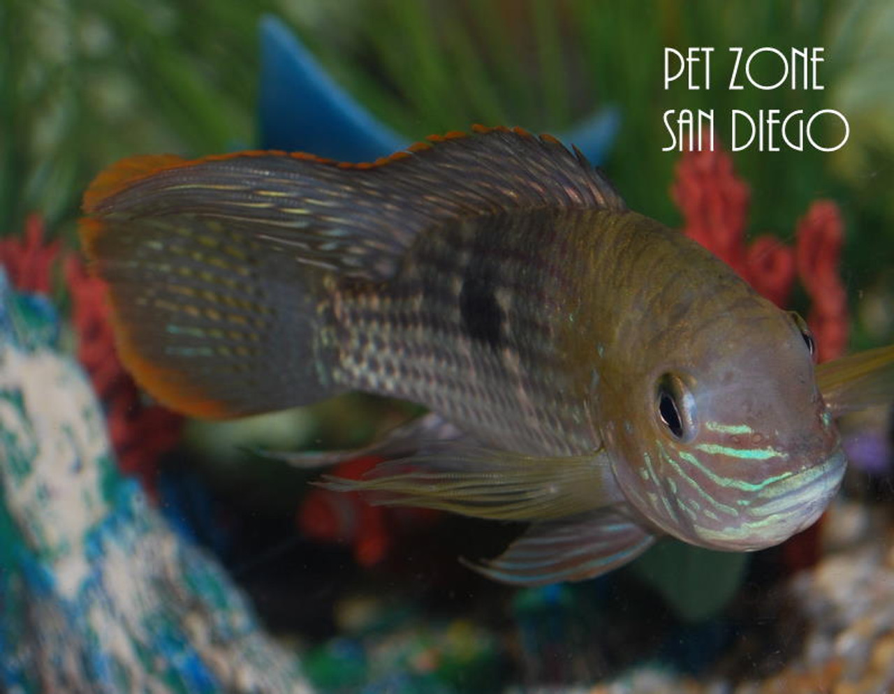 Green Terror Cichlid - Pet Zone Tropical Fish - San Diego, California