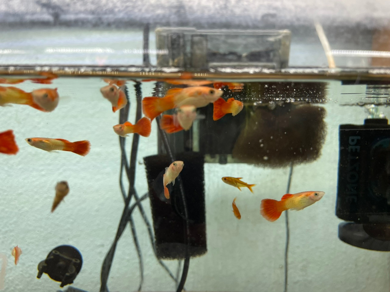 Exploring the Beauty of the Cobra Guppy: A Captivating Freshwater Fish ...