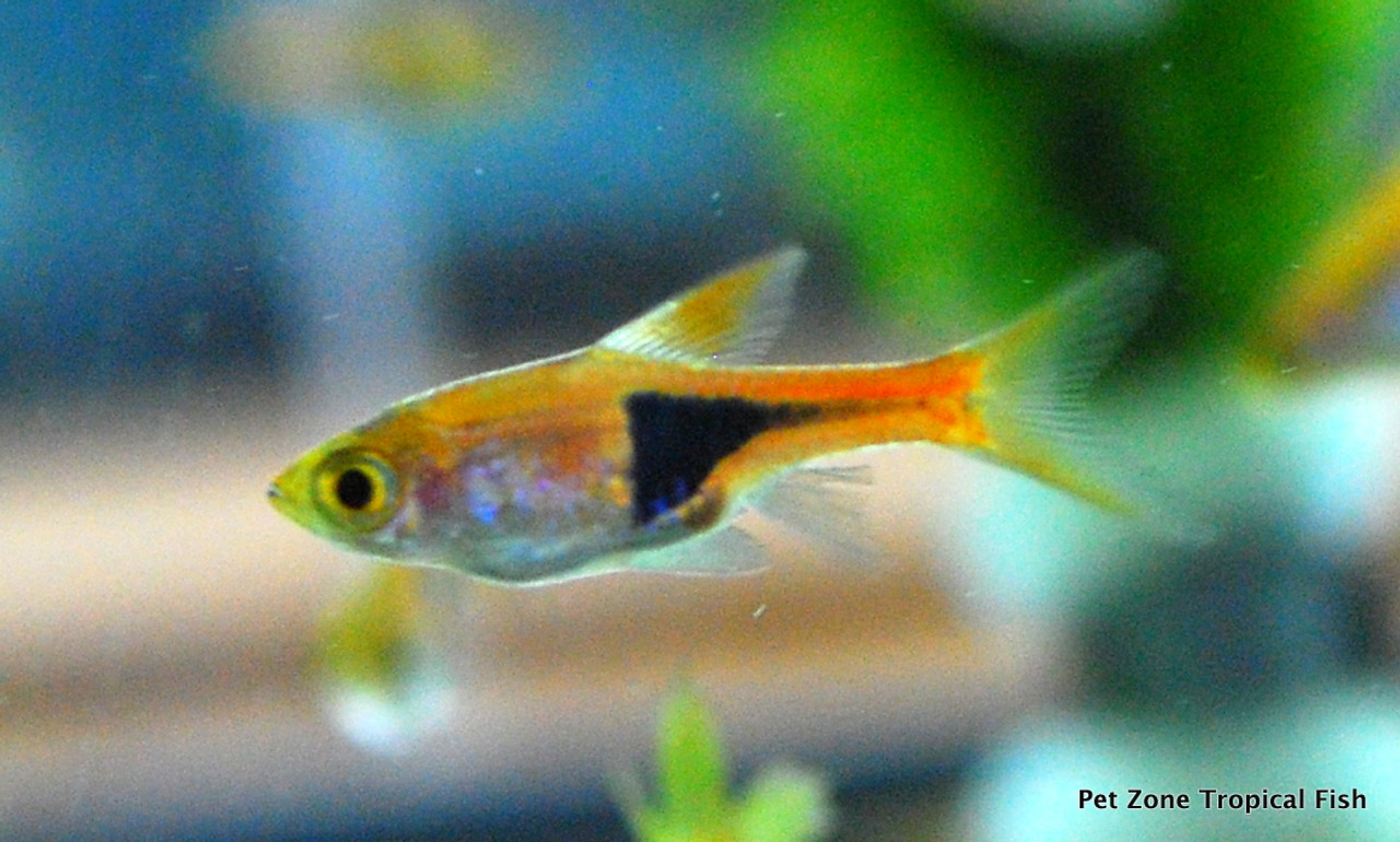 Harlequin Rasbora - Pet Zone Tropical Fish - San Diego, California