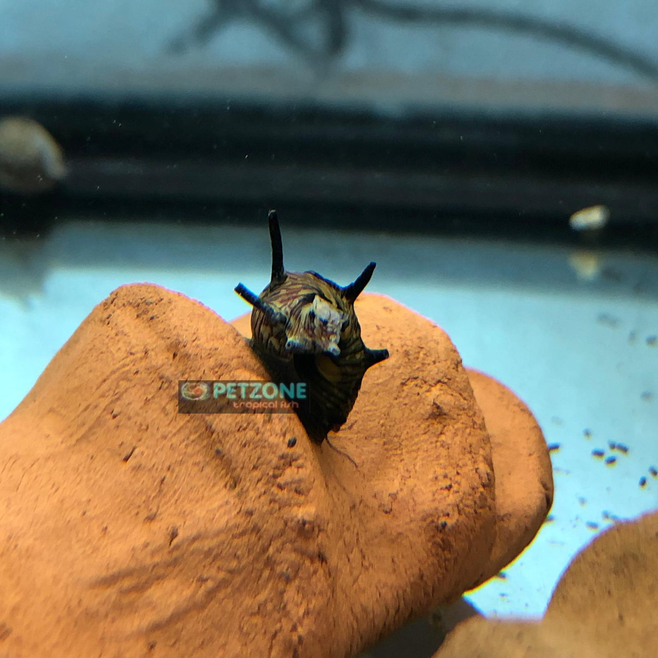 Horned Nerite Snail - Pet Zone Tropical Fish - San Diego, California