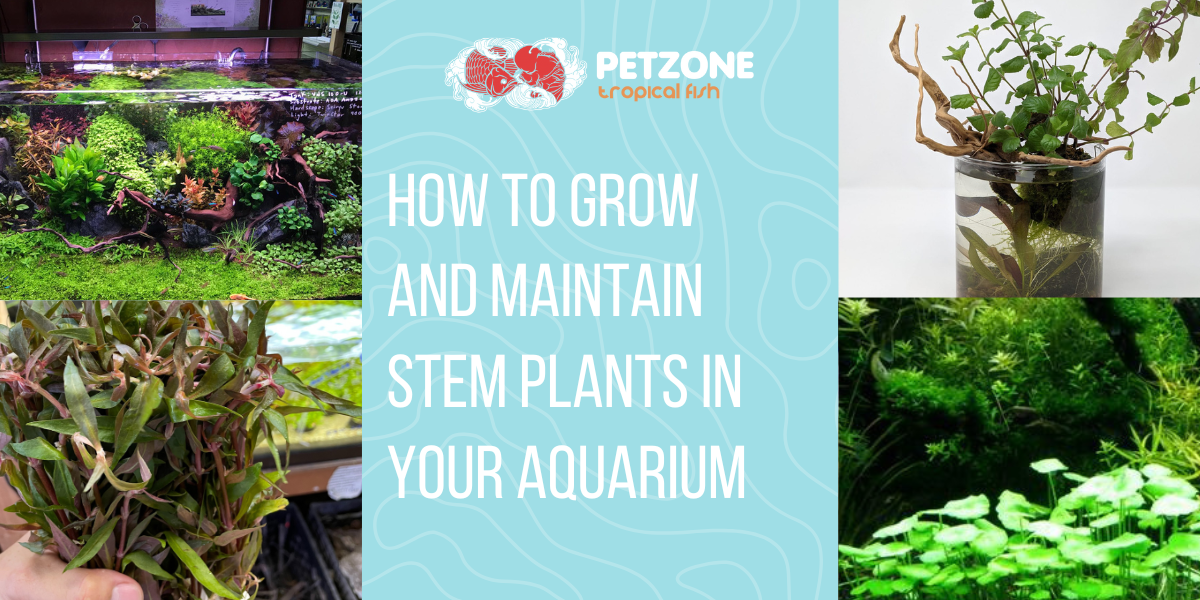 How to Grow and Maintain Stem Plants in Your Aquarium - Pet Zone ...