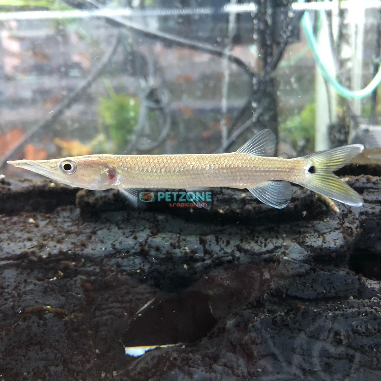 Exploring the Hujeta Gar: An Exquisite and Agile Aquarium Fish - Pet ...