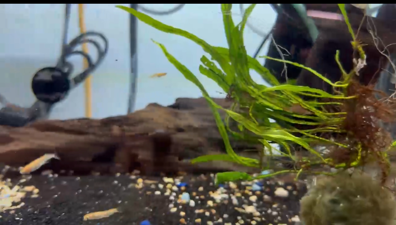 Orange Sparkle Medaka Ricefish - Pet Zone Tropical Fish - San Diego ...