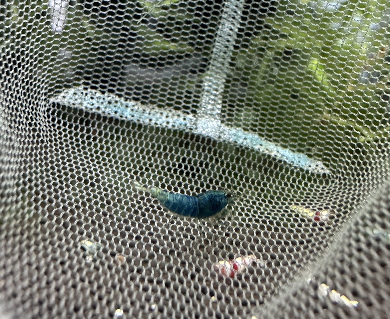 The Extreme SS Blue Bolt Shrimp: A Rare and Stunning Freshwater Species ...