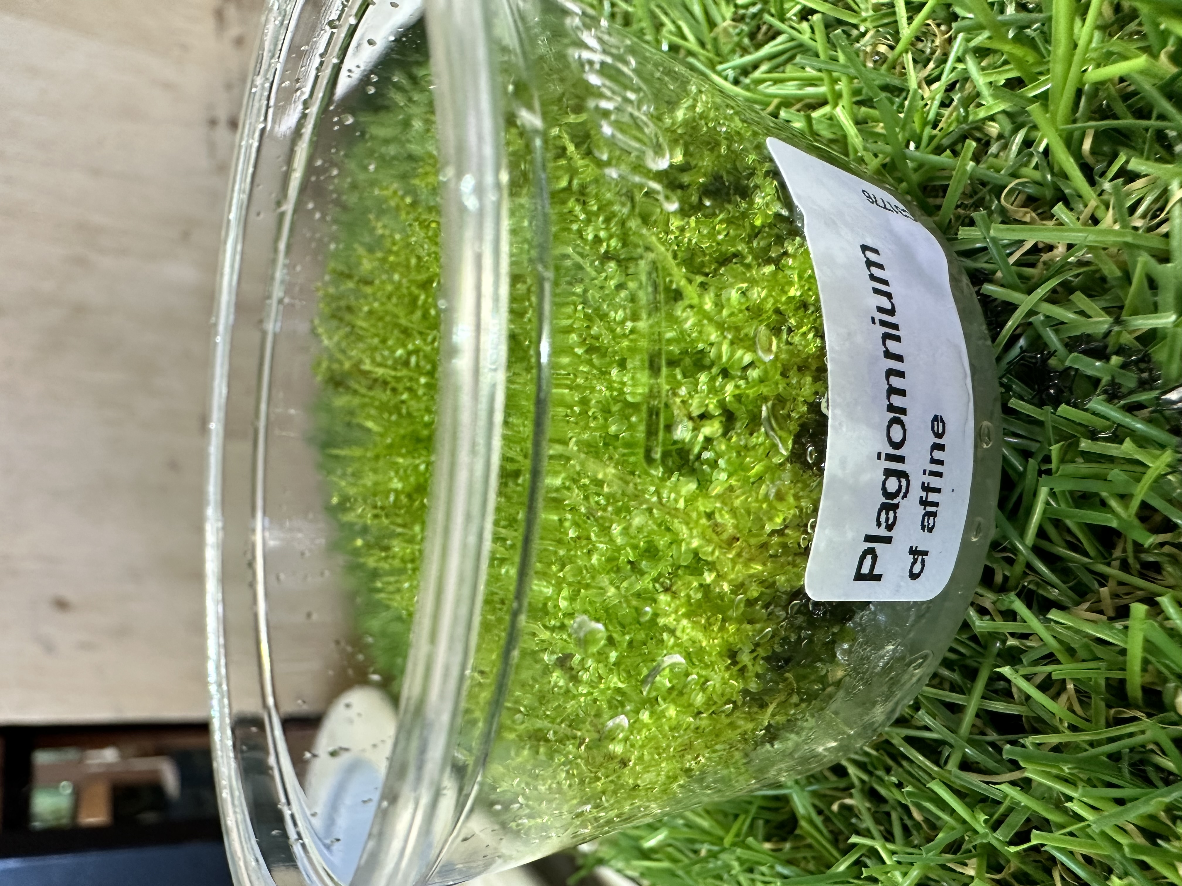 Plagiomnium cf. affine (Weeping Moss/ Pearl Moss) - Pet Zone Tropical ...