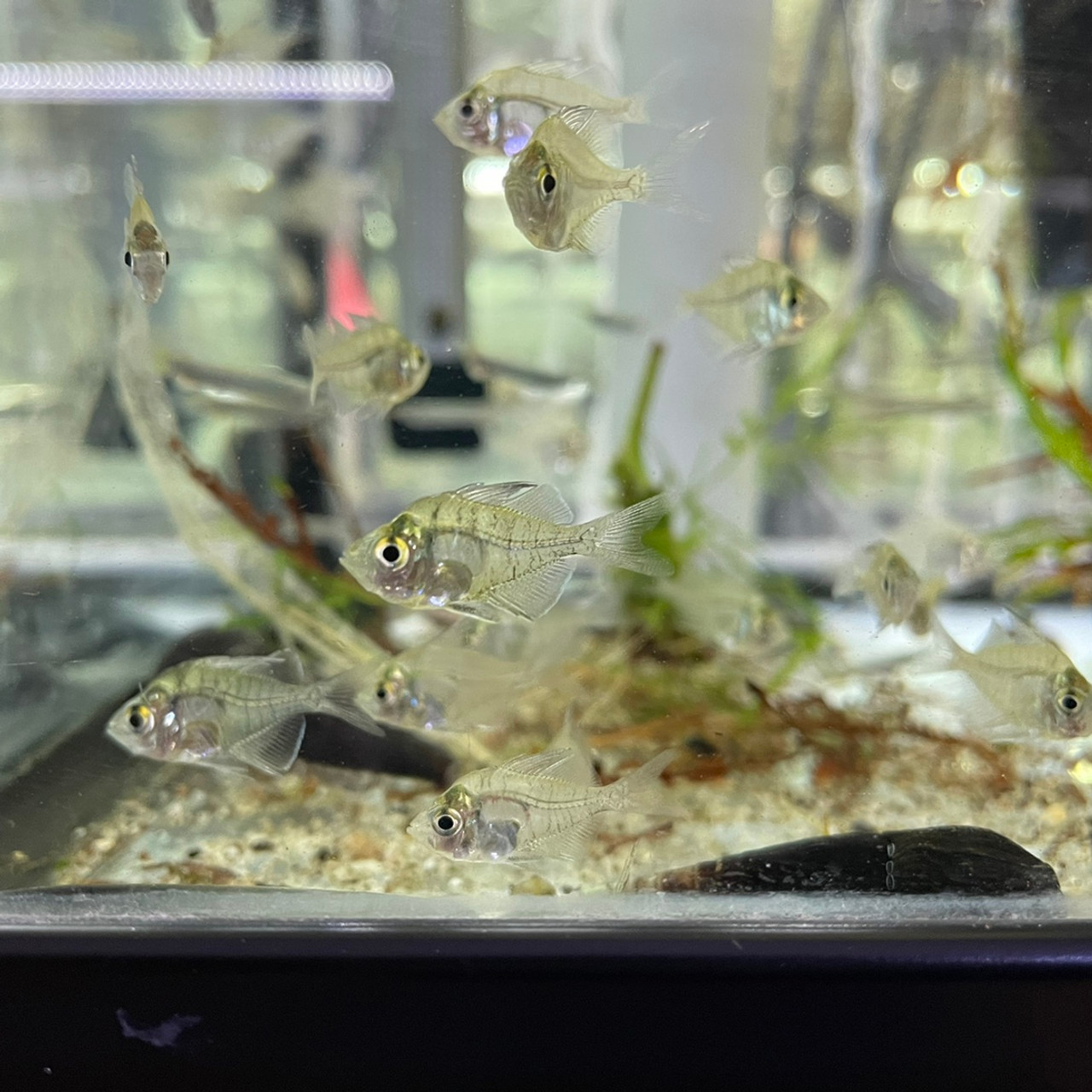 Indian Glass Fish - Pet Zone Tropical Fish - San Diego, California