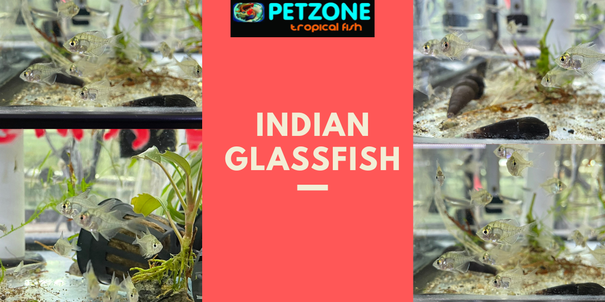 Indian Glassfish - See Through Fish! - Pet Zone Tropical Fish - San ...