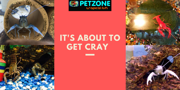It's About To Get Cray - Pet Zone Tropical Fish - San Diego, California