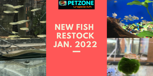 New Fish - First Week of Jan & 2022 - Pet Zone Tropical Fish - San ...